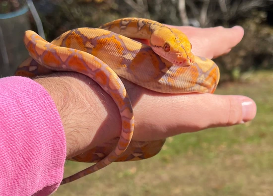 Purple Poss Citron Reticulated Python by Solid Snakes