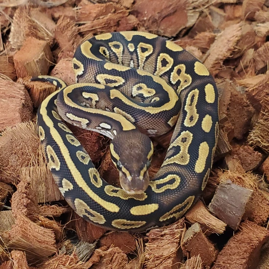 YB Mojave Ball Python by Delmarva Ball Pythons