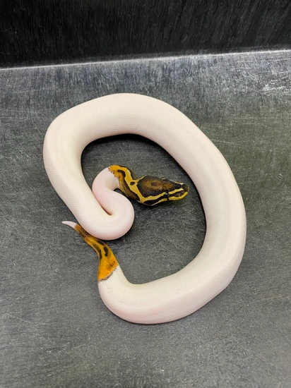 Pied Het Ultramel Ball Python by Delray Exotics