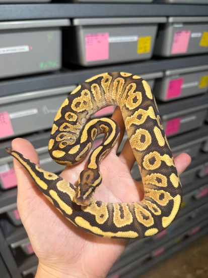 Special Fire Gravel Het Clown Ball Python by Delray Exotics