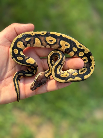 25 X-tremist Mahogony X-treme Gene Ball Python by Denmark’s Den llc