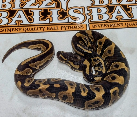 Leopard 100% Het Pied Ball Python by Bizzy Balls