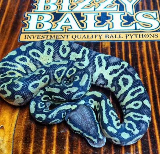 Pastel Hurricane Yellow Belly X-treme Gene 100% Het Pied Ball Python by ...