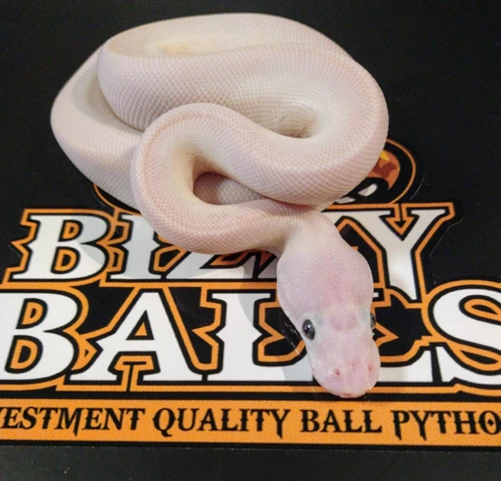 Mojave Russo (BEL) Ball Python by Bizzy Balls