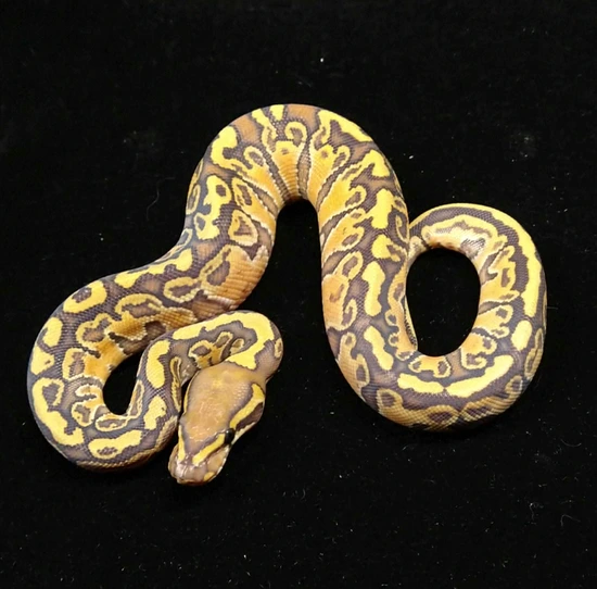 Hurricane Blaze Hypo 100% Het Clown Ball Python by Bizzy Balls