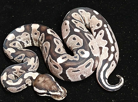 VPI Axanthic 100% Het Lavender Albino Ball Python by Bizzy Balls