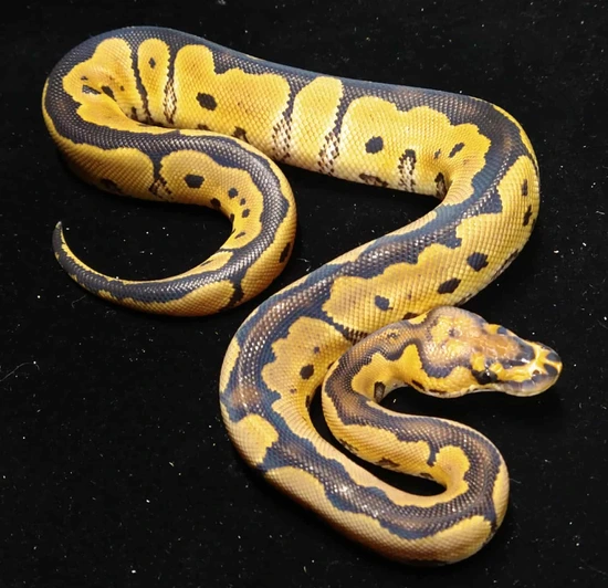 Clown Ball Python by Bizzy Balls
