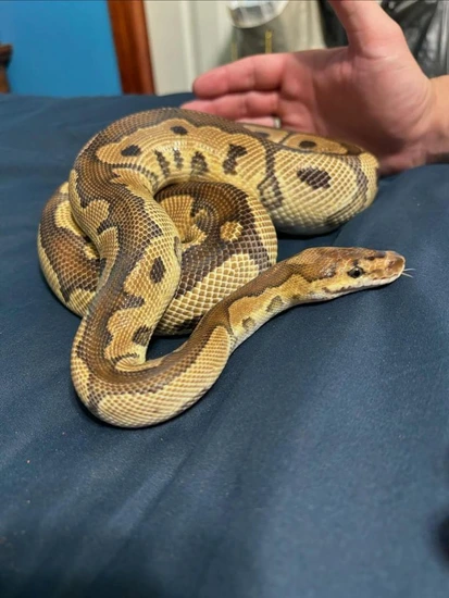 LOW RESERVE Proven Breeder Clown Ball Python by Morphs On Deck