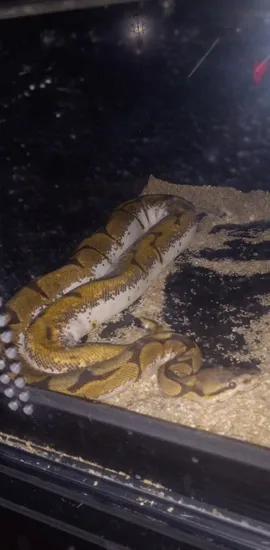 Orangedream Spider Ball Python by Boa