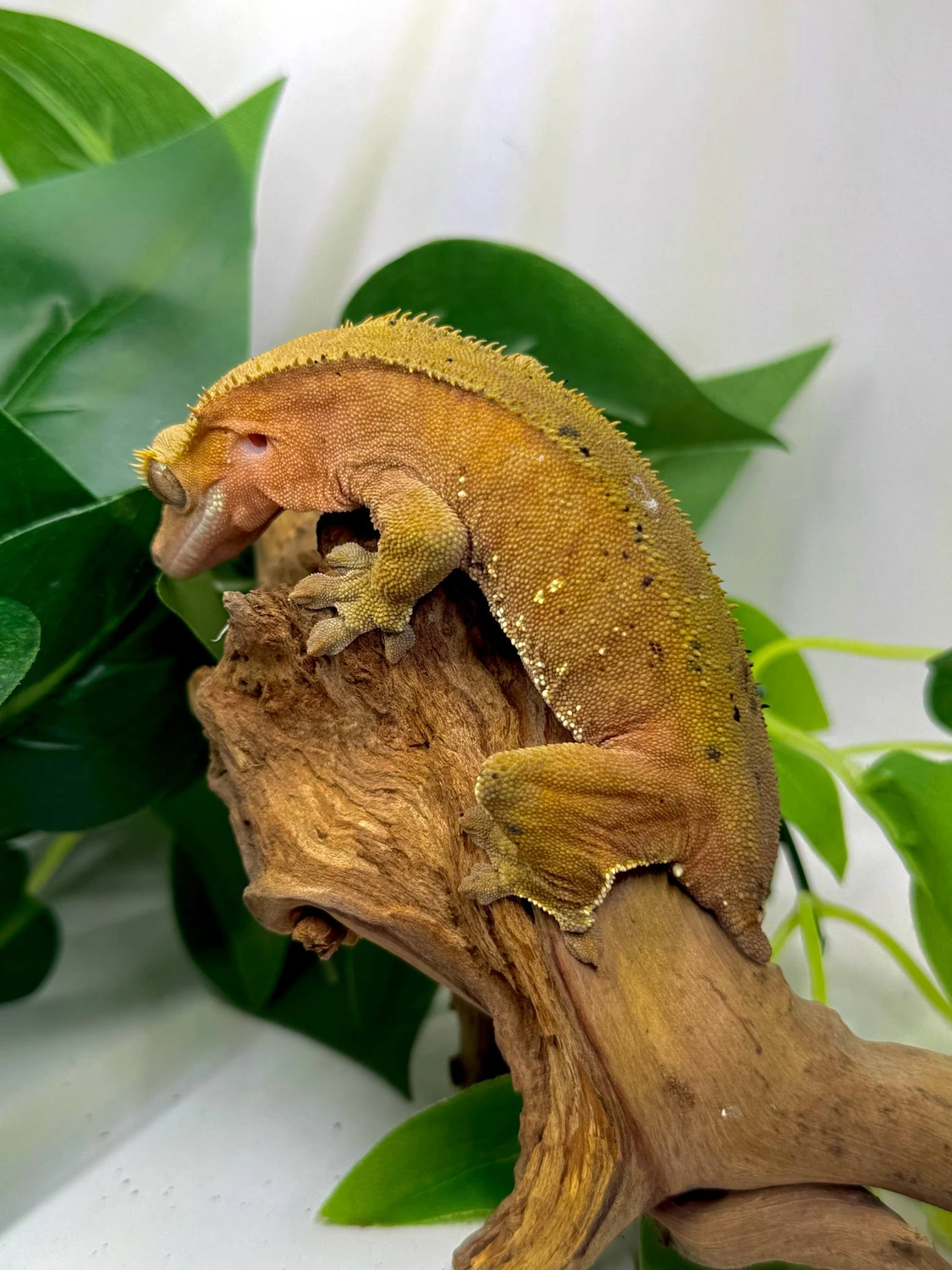 Fallout Herpetology's Collection - MorphMarket