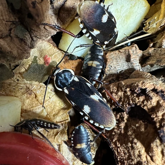 Paranauphoeta Formosana (Taiwanese Assassin Mimic) Cockroach by Desert ...