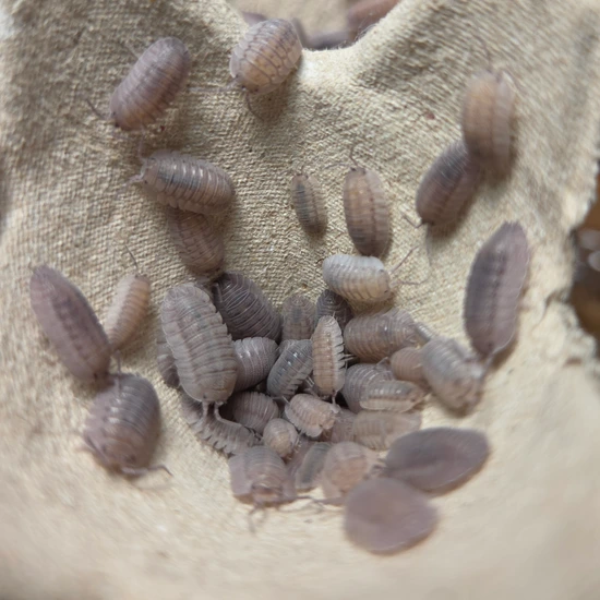 Armadillidium Peraccae Isopod by Desert Oasis Exotics