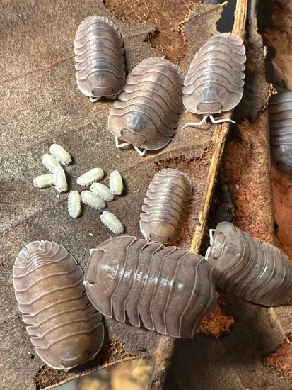 Troglodillo Sp. "Soil Isopod by Desert Oasis Exotics
