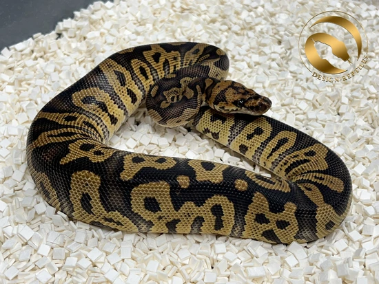 Confusion Clown Ball Python by Design-Reptiles