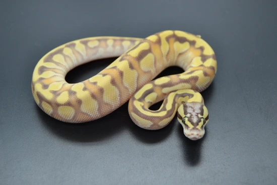 Enchi Firefly Orange Dream Yellowbelly Desert Ghost DH Hypo Clown/cryptic Ball Python by DD Exotics