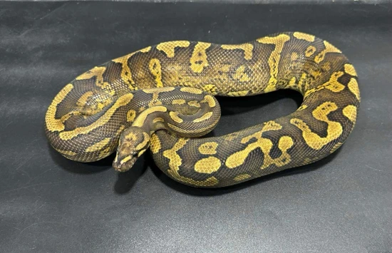 Ghi Rs Yb Confusion Het Clown Ball Python by DD Exotics