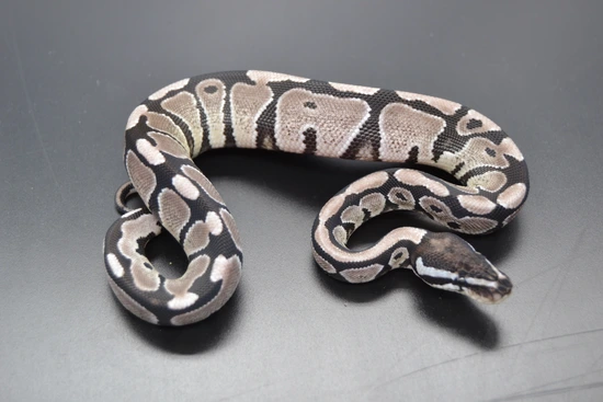 Axanthic Vpi Het Desert Ghost Ball Python by DD Exotics