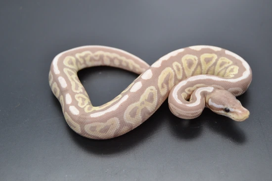 Banana Lesser Axanthic VPI Het Desert Ghost Ball Python by DD Exotics