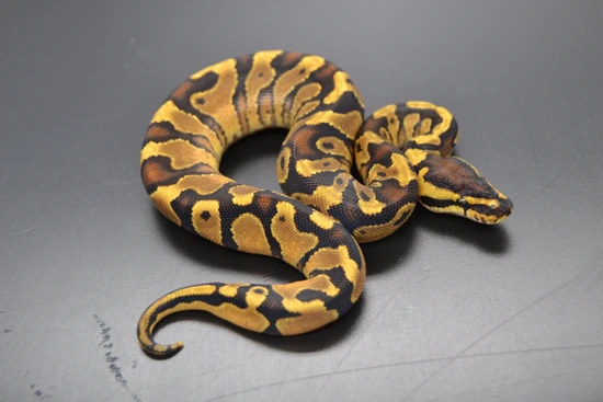 Enchi Lace Or Yellowbelly Het Clown Ball Python by DD Exotics