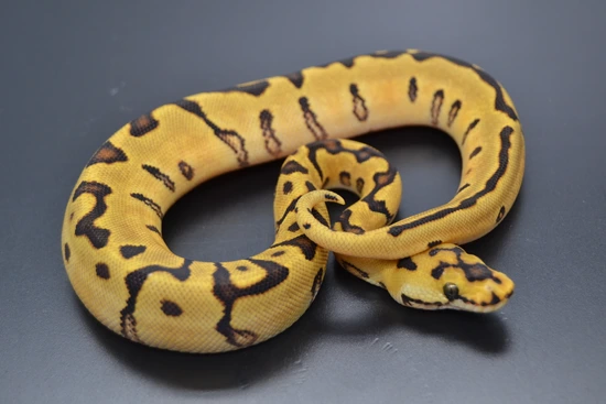 Enchi Spotnose Lace Clown Ball Python by DD Exotics