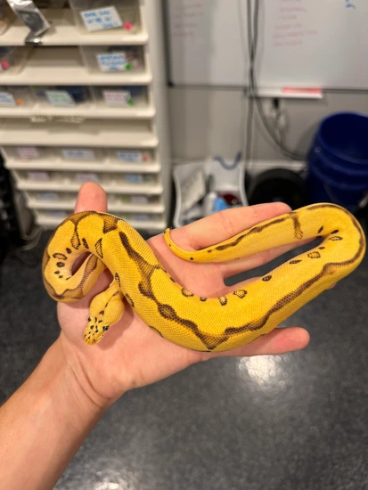 Pastel Enchi Leopard Yellowbelly Clown “lace” Ball Python by DD Exotics