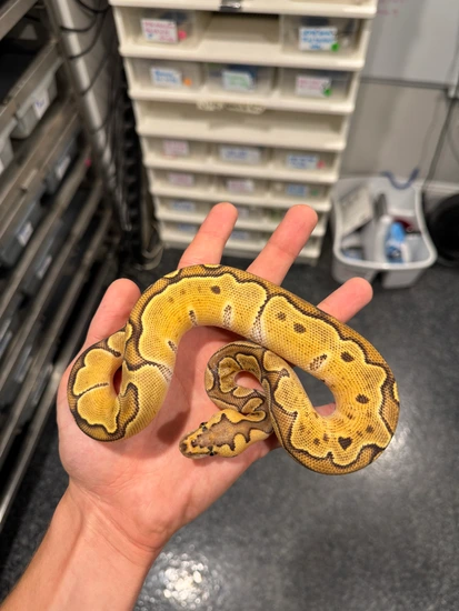 Ghi Enchi Lace Clown Ball Python by DD Exotics