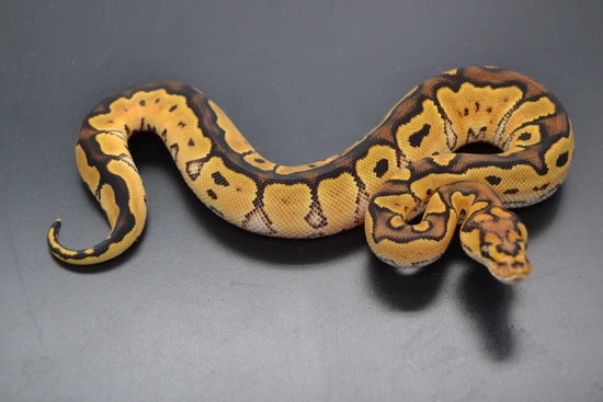 Lace Clown #2 Ball Python by DD Exotics