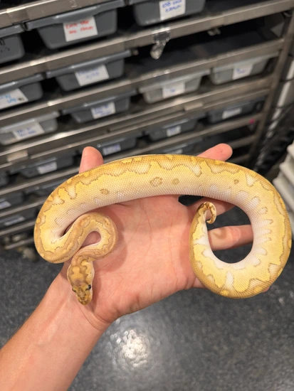 Butter Fire Clown Poss Lace Ball Python by DD Exotics