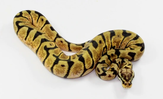 Pastel Woma Ball Python by Designer Ball Pythons