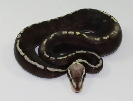 Super GHI Pastel Mystic Ball Python by Designer Ball Pythons