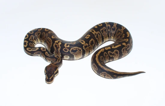 GHI Smoke 100% Het Hypo Ball Python by Designer Ball Pythons