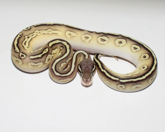 Pastel Lesser Bongo Het Hypo Ball Python by Designer Ball Pythons