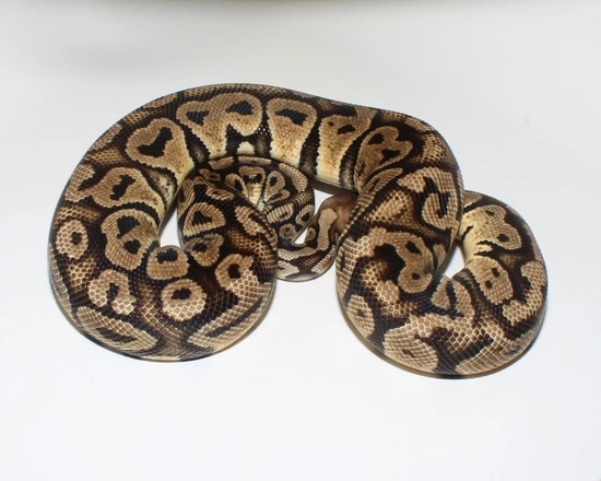 Smoke Pastel Het Clown Ball Python by Designer Ball Pythons