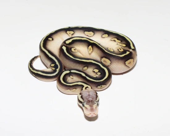 Wookie Butter DH Desert Ghost Clown Pastel Ball Python by Designer Ball ...