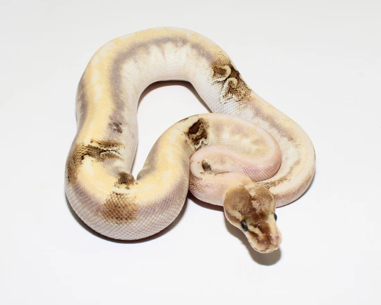 Paradox Super Wookie Bamboo Firefly Het Clown Ball Python by Designer Ball Pythons