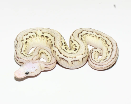 Spotnose Red Stripe Fire Pewter Clown Ball Python by Designer Ball Pythons