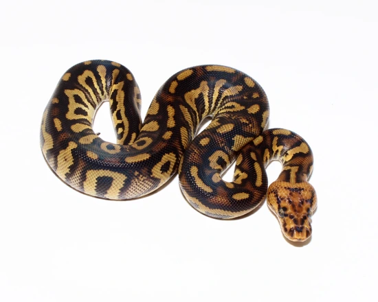Stranger Bongo Clown Possible Spotnose Ball Python by Designer Ball Pythons