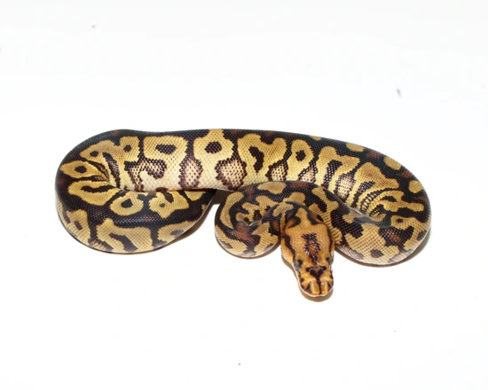 Spotnose Clown Ball Python by Designer Ball Pythons