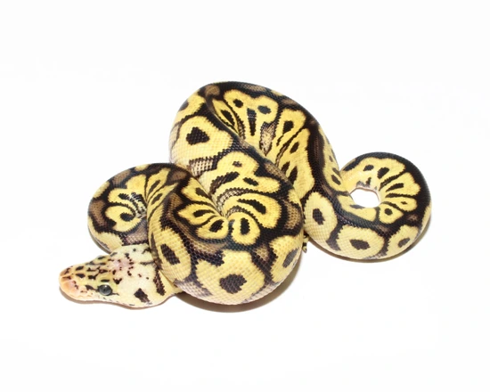 Spotnose Clown Pastel Ball Python by Designer Ball Pythons