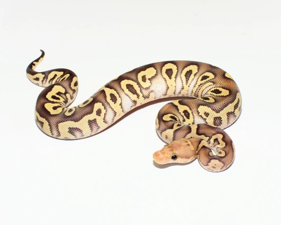 Phantom Clown Ball Python by Designer Ball Pythons