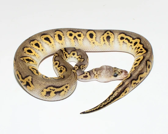 Black Head Pastel Clown Ball Python by Designer Ball Pythons