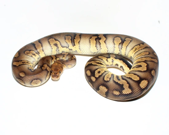Stranger Clown Ball Python by Designer Ball Pythons