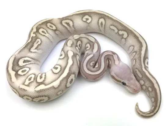 Coral Glow Pastel Super Mystic Ball Python by Royal Constrictor Designs