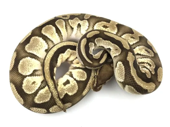 Orange Dream Fire Mojave Ball Python by Royal Constrictor Designs