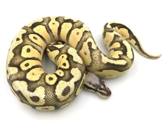 Superfly Ball Python by Royal Constrictor Designs