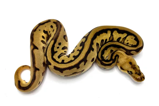 Mojave Batman Ball Python by Royal Constrictor Designs