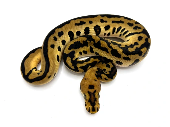 Batman Ball Python by Royal Constrictor Designs