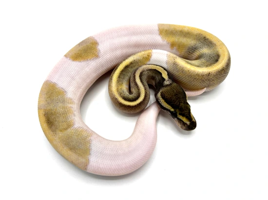 Mojave Desert Ghost Pied Ball Python by Royal Constrictor Designs