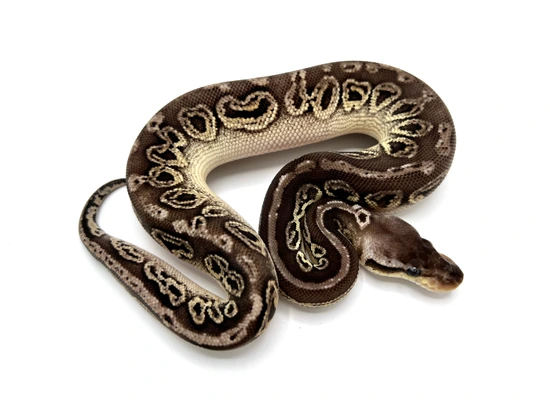 Pewter (Black Pastel) 100% Double Het Lavender Clown Ball Python by ...