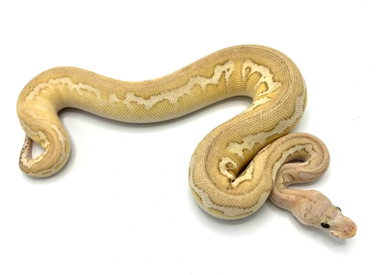 Pewter (Black Pastel) Lesser Yellowbelly Clown Ball Python by Royal ...